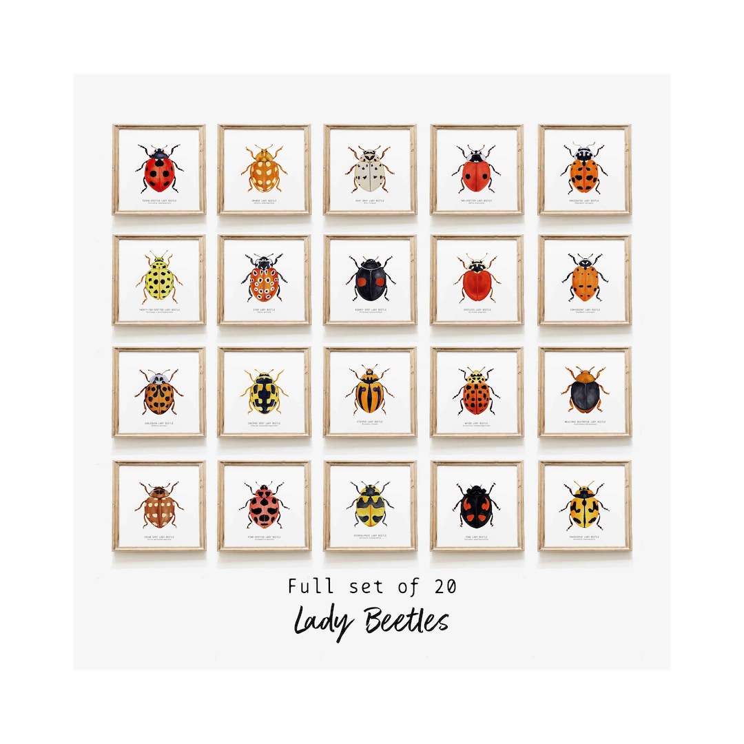 Ladybugs / Ladybirds Set of 20 Art Prints | Lady Beetle Art Collection ...