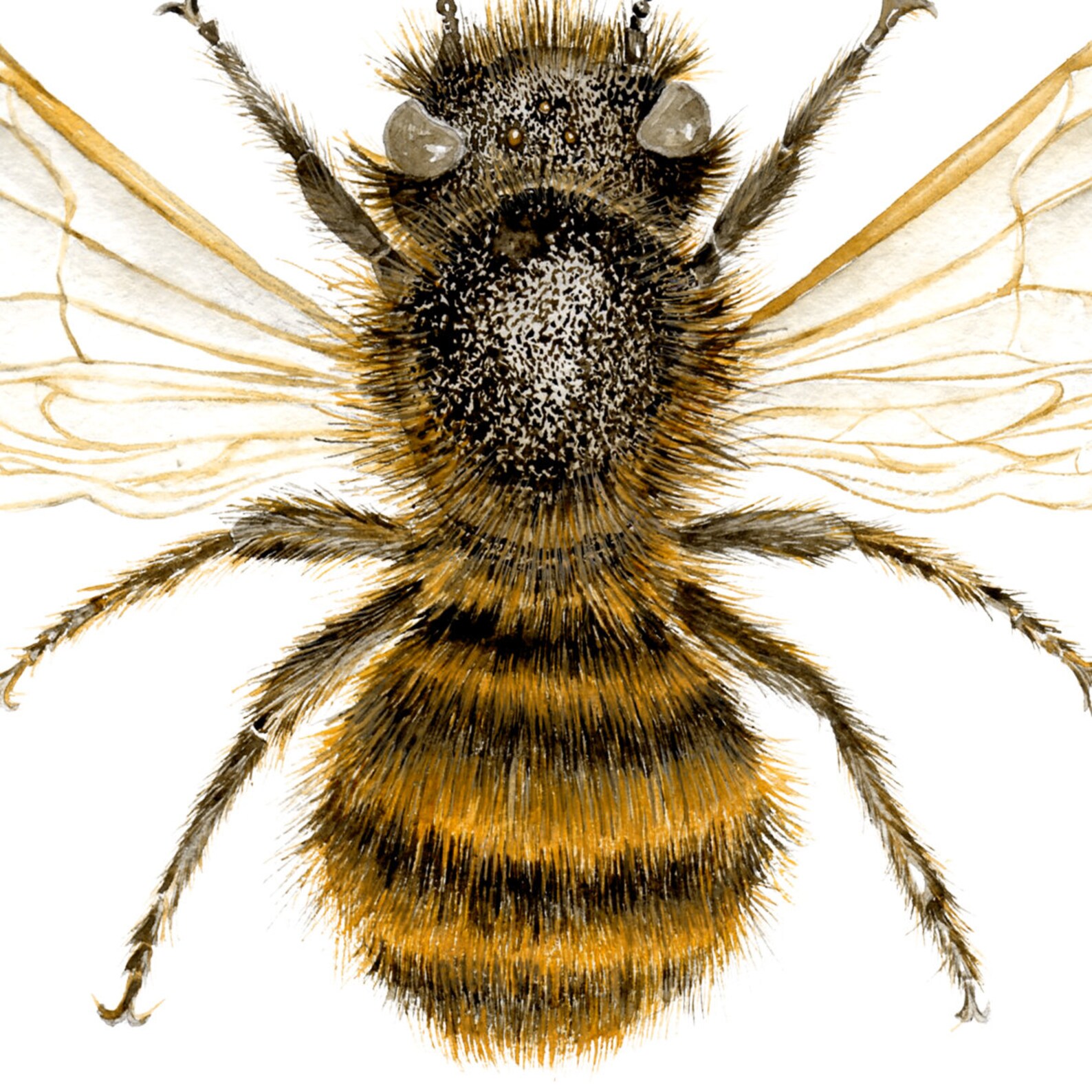 Bees of Britain Educational Classroom Poster British Bees | Etsy