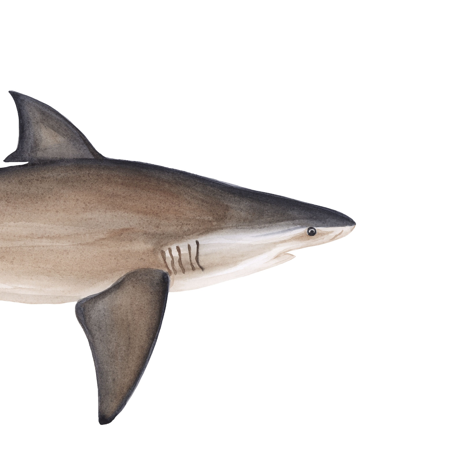 Bull Shark hand painted watercolor art print oceanic animals | Etsy