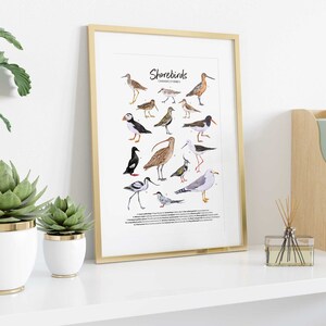 Shorebirds Educational Poster | Classroom Wall Décor | Watercolor Print ...