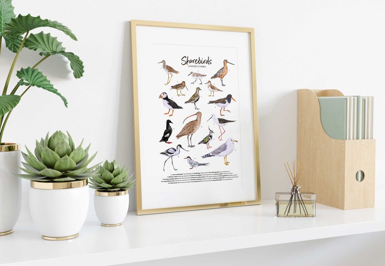 Shorebirds Educational Poster | Classroom Wall Décor | Watercolor Print ...