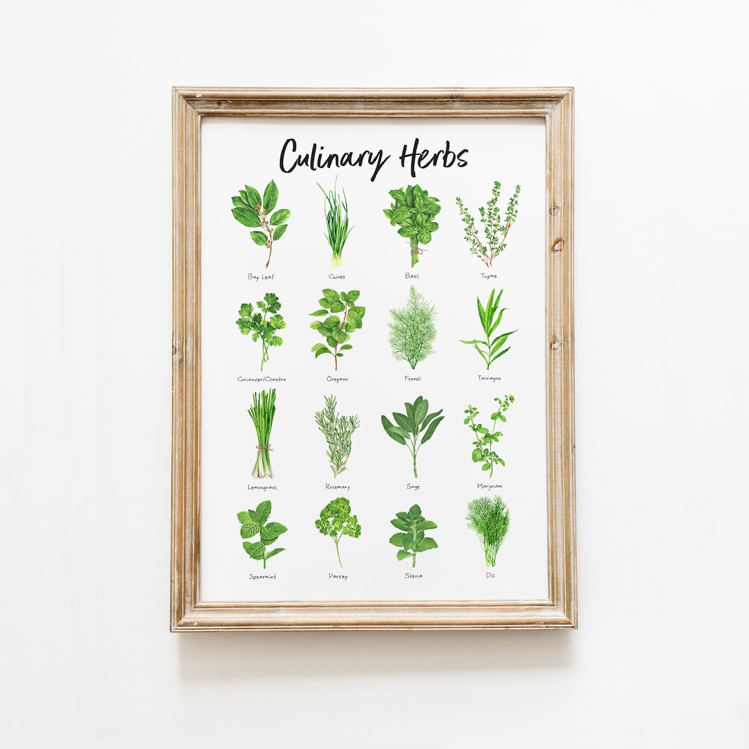Culinary Herbs Watercolor Decor | Montessori Kinder Nature Study ...