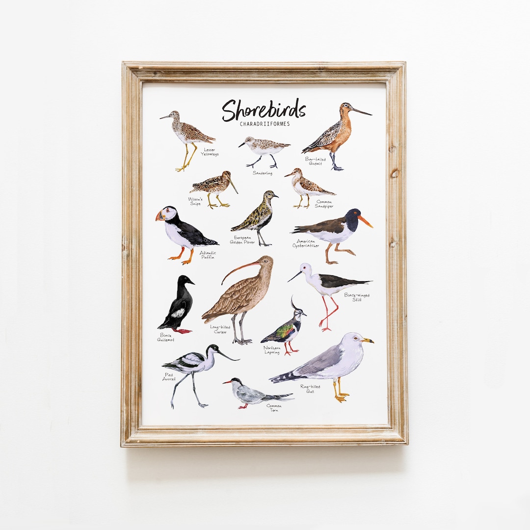 Shorebirds Wall Decor | Watercolor Print | Natural Nursery Wall Art ...