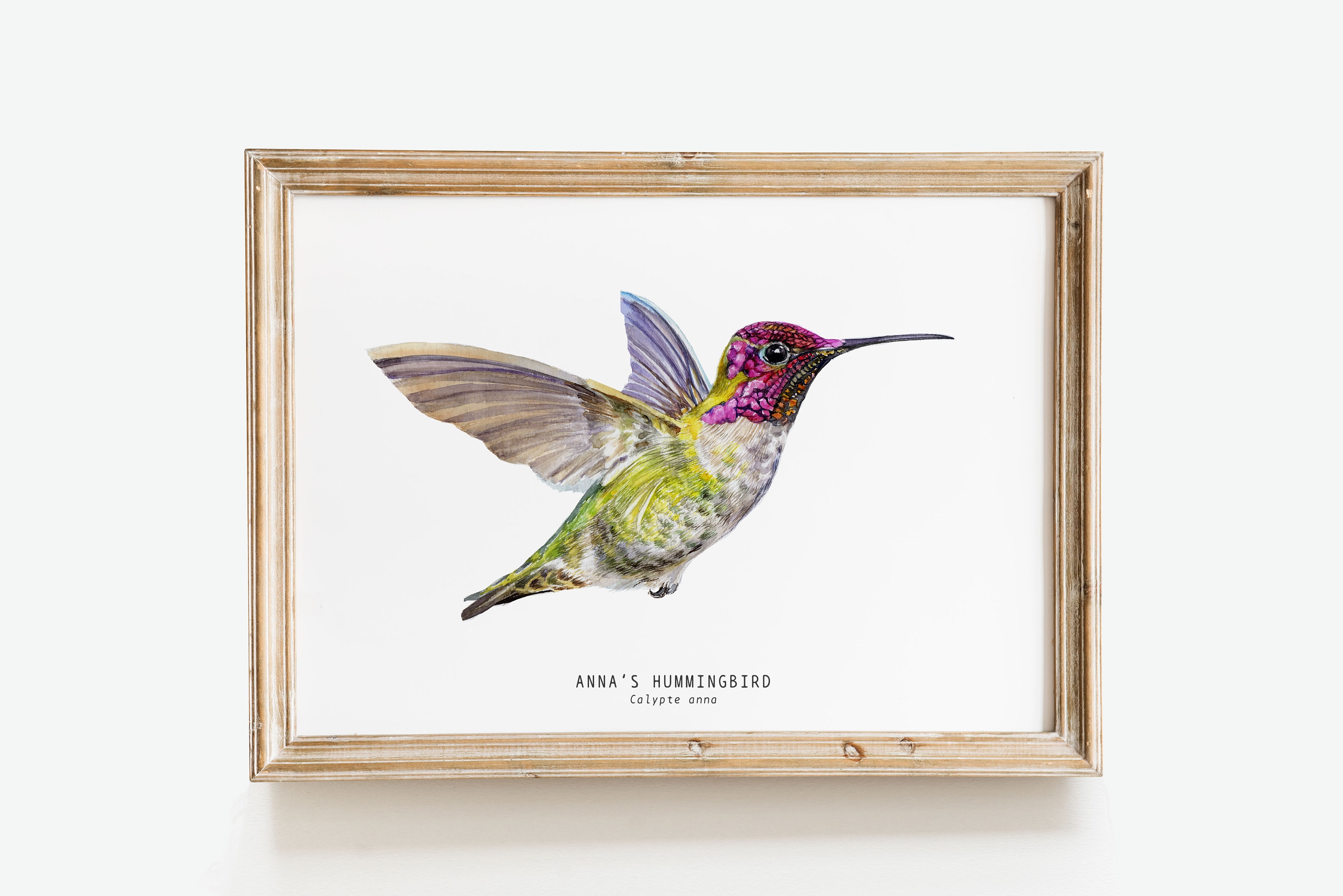Anna's Hummingbird watercolor fine art print bird lover | Etsy