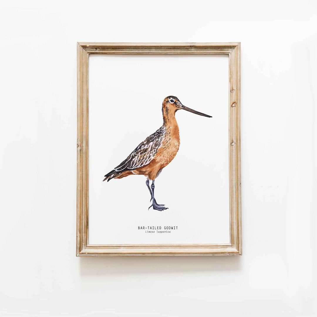 Bar-tailed Godwit Wall Art | Nautical Home Décor | Ocean Wall Art ...