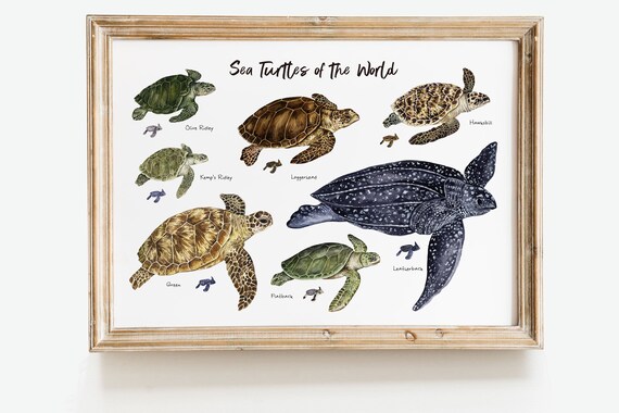 Sea Turtles of the World Wall Art Nautical Home Décor | Etsy