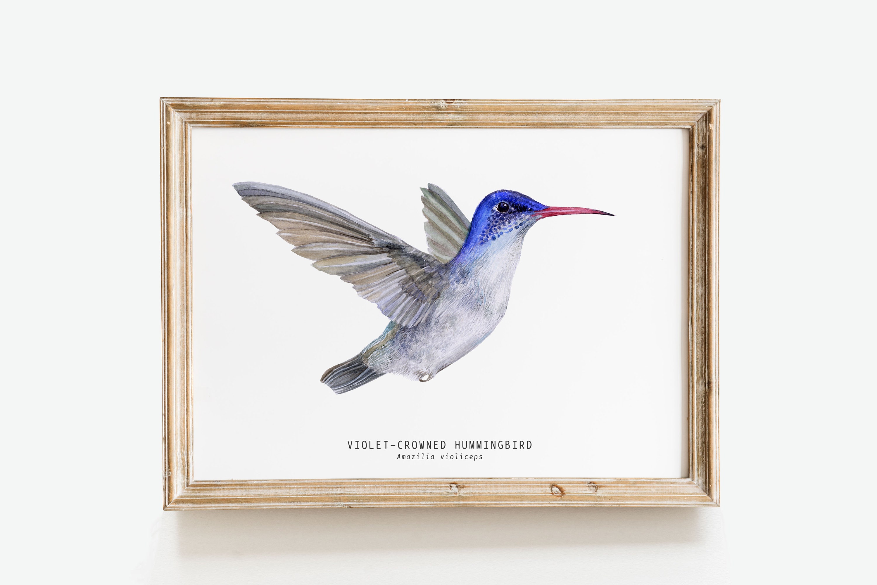 Violet Crowned Hummingbird