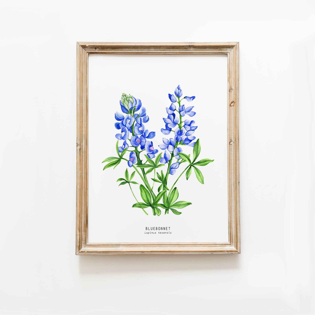 Bluebonnet Watercolor Art Print | Texas State Flower Wall Prints ...