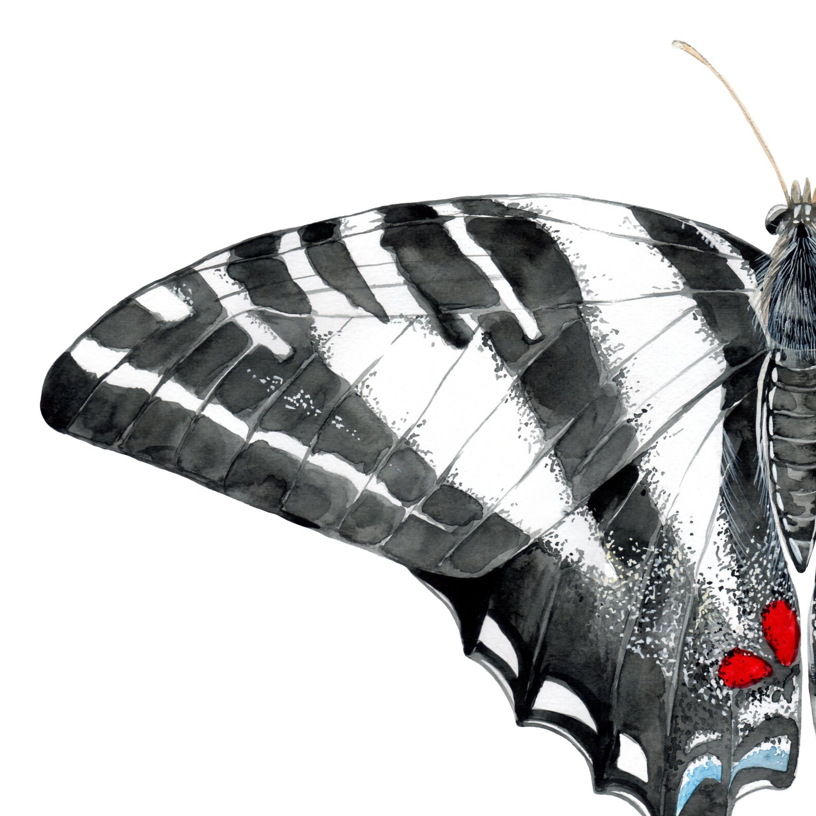 Zebra swallowtail watercolour art print Protographium | Etsy