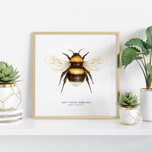 Buff-tailed Bumblebee Wall Decor | Housewarming Gift | Bee Lover ...