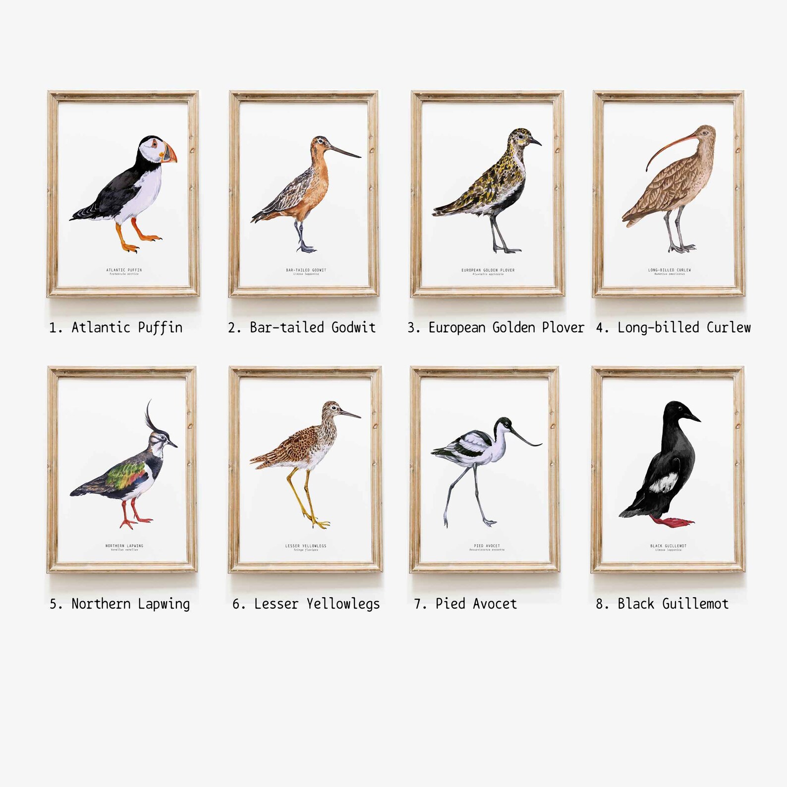 Set of 3 Shorebird Prints Three Print Set Nautical Wall - Etsy