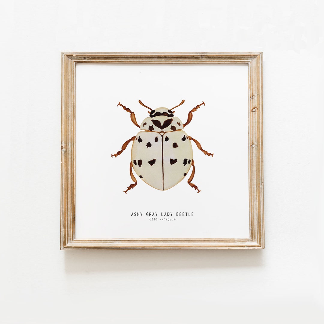 Ashy Gray Ladybug, Ladybird, Lady Beetle Print | Living Room, Dining ...