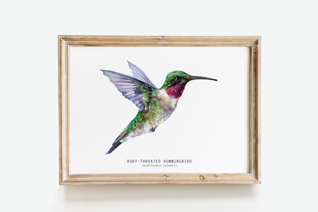 Ruby-throated Hummingbird Watercolor Fine Art Print | Bird Lover Gift ...