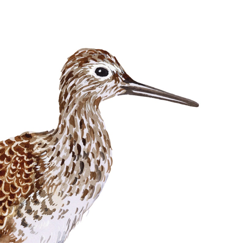 Set of 15 shorebirds watercolour prints Wall art set | Etsy