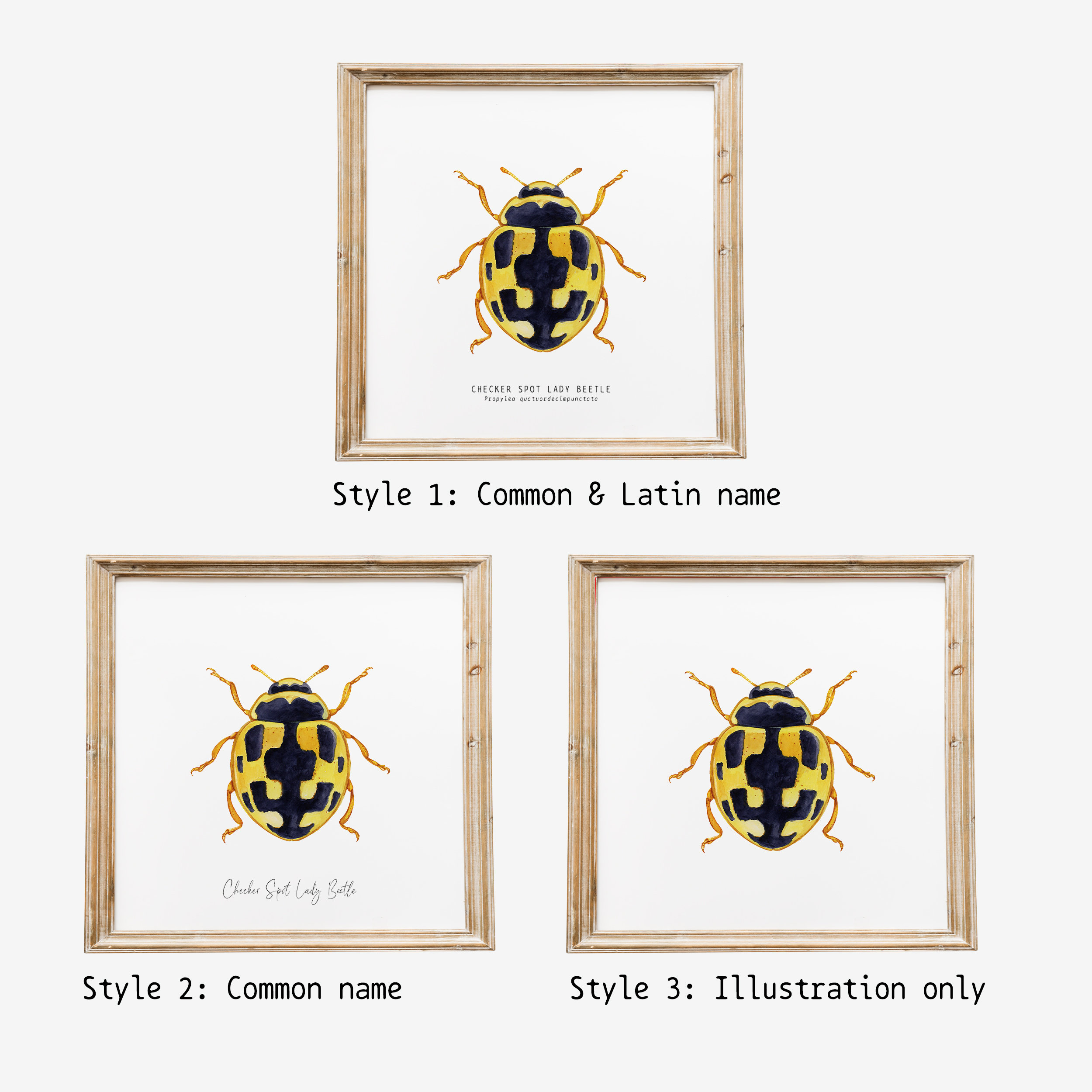 Checker Spot Ladybug, Ladybird, Lady Beetle Print | Living Room, Dining ...