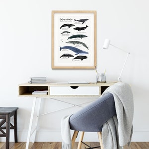 Baleen Whales Educational Print | Montessori Materials | Homeschool ...