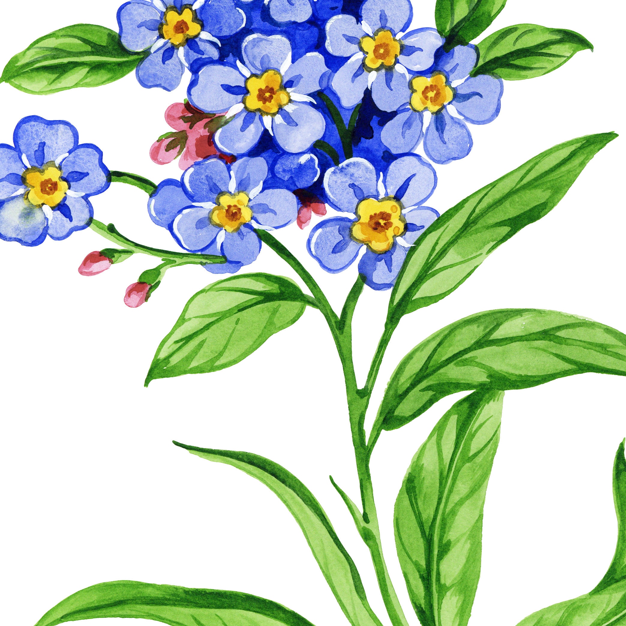 Forget-me-not watercolor art print Alaska state flower | Etsy