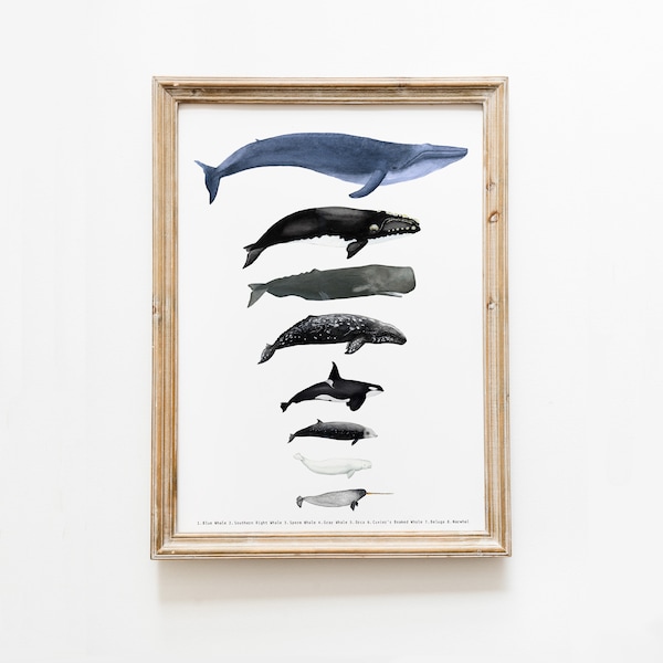 Whale Chart Poster - Etsy