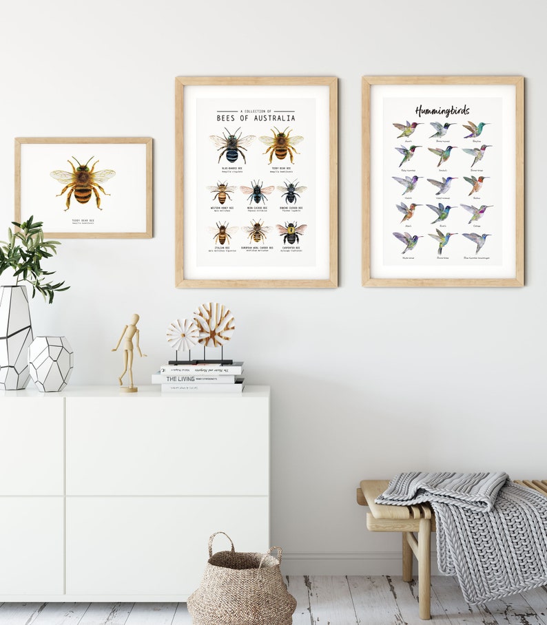Bees of Australia Classroom Poster Montessori Learning Art - Etsy Australia