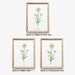 Daisy Hand Painted Watercolor Art Print Botanical Poster - Etsy