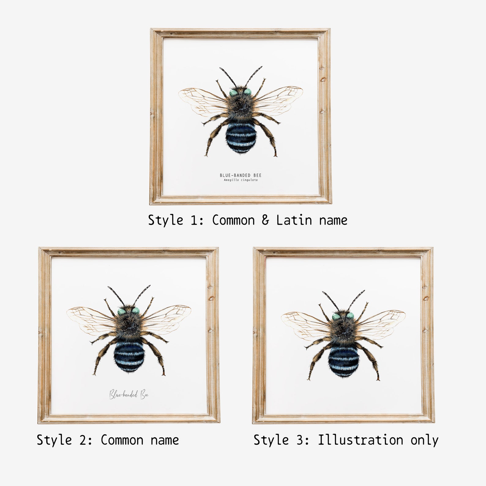 Blue Banded Bee Art Print Bee Birthday Gift Bees Wall Art | Etsy