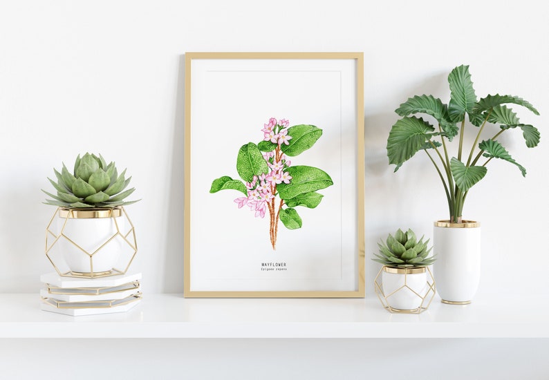 Mayflower Hand Painted Watercolour Art | Botanical Wall Décor ...