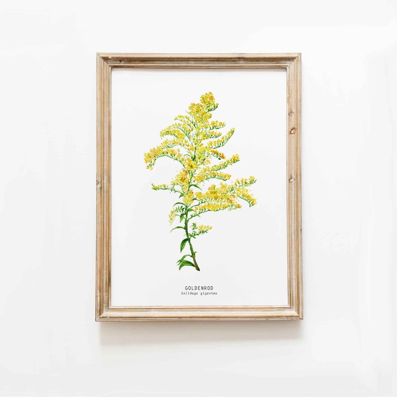 Goldenrod Flowers - Etsy