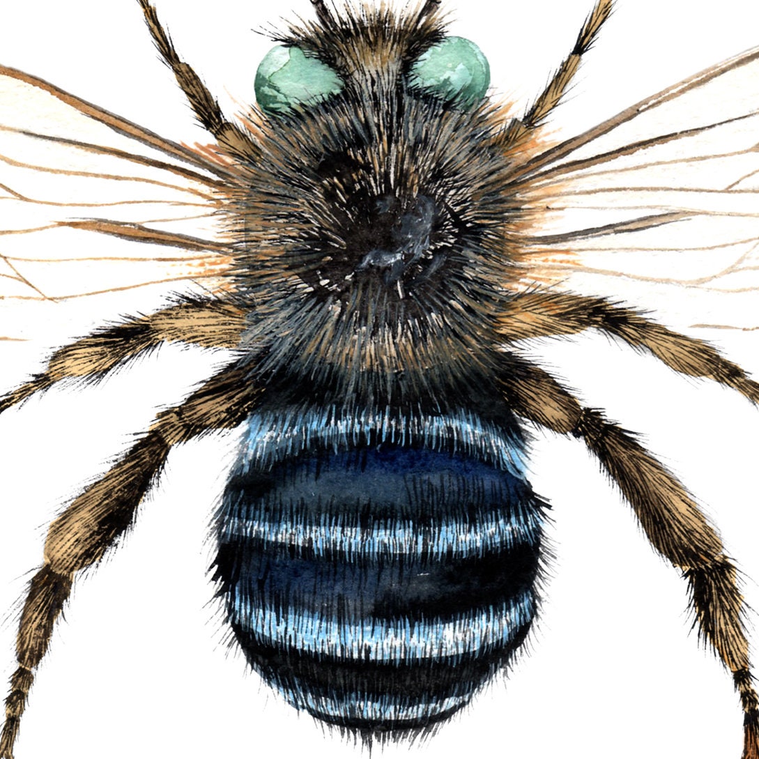 Blue banded bee art print Bee birthday gift Bees wall art | Etsy