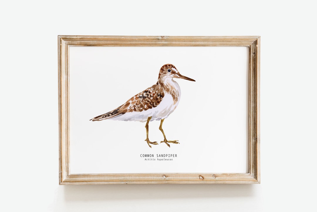 Sandpiper Original Watercolour Art | Bird Wall Decor | Shorebird Wall ...