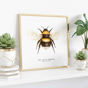 Buff-tailed Bumblebee Wall Decor | Housewarming Gift | Bee Lover ...