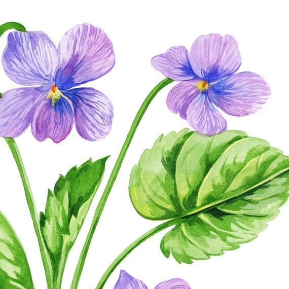 Blue Violets Drawing