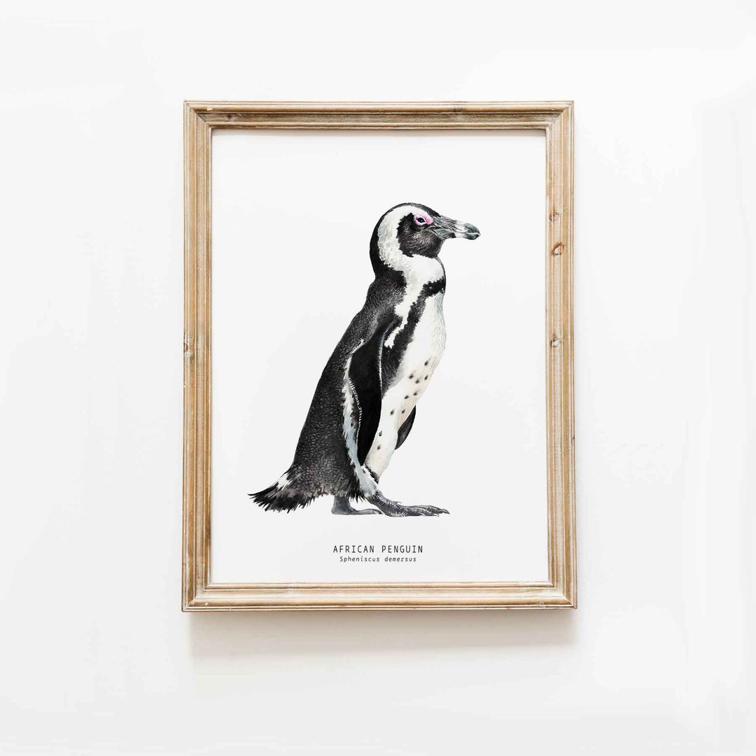 African Penguin Watercolor Fine Art Print | Bird Lover Poster Gift ...