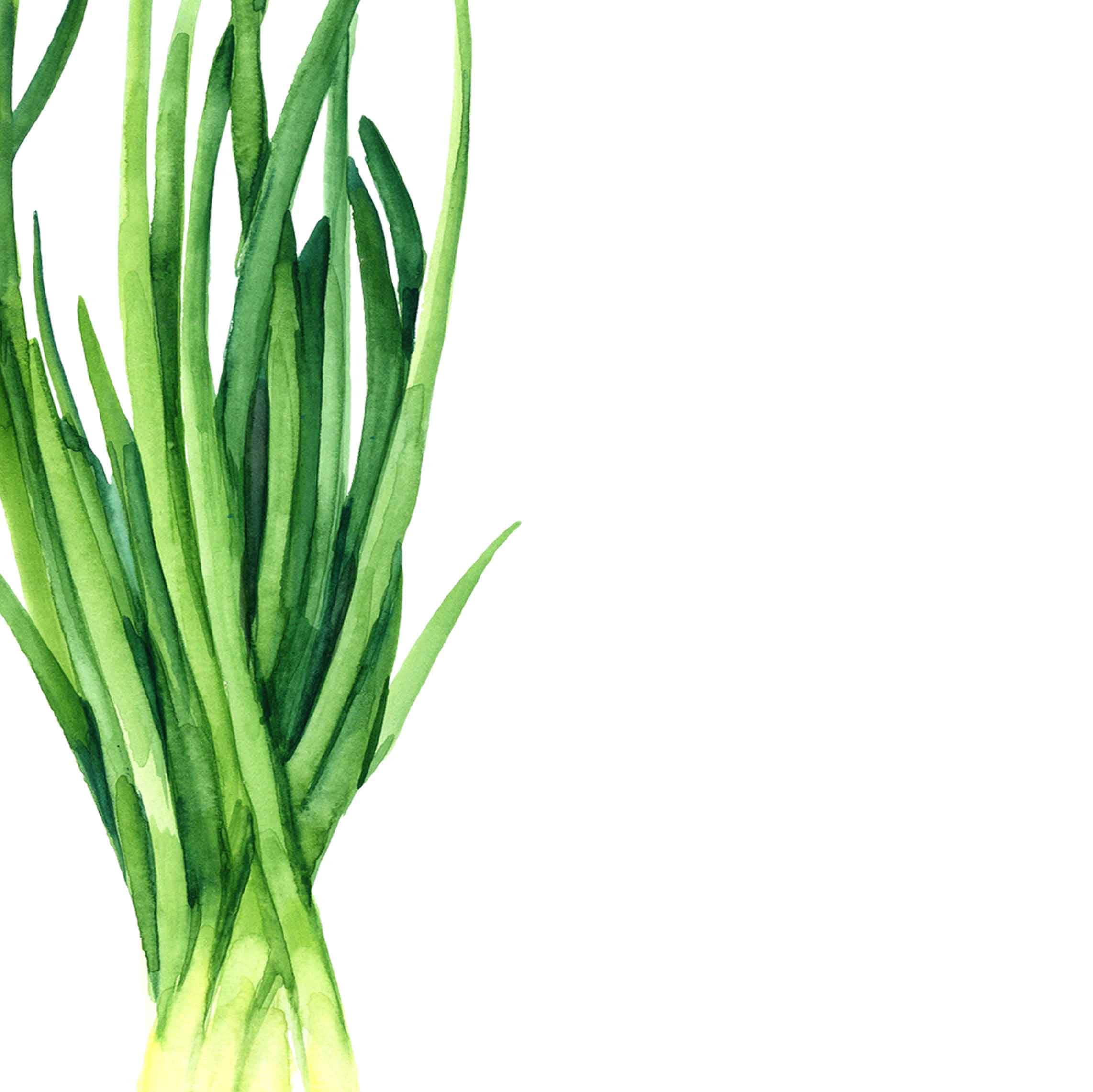 Chives Herb Print | Watercolor Herb Wall Decor | Homeschool Educational ...