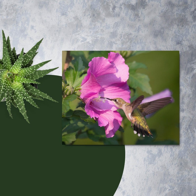 Ruby-throated Hummingbird Original Photo by Birch Bend Studios Metal ...