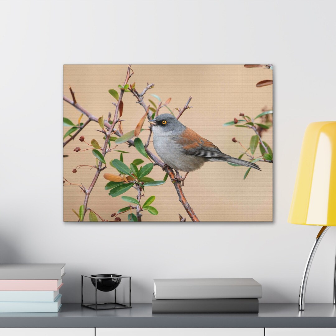 Yellow-eyed Junco Original Birch Bend Photo Unframed Canvas Gallery ...