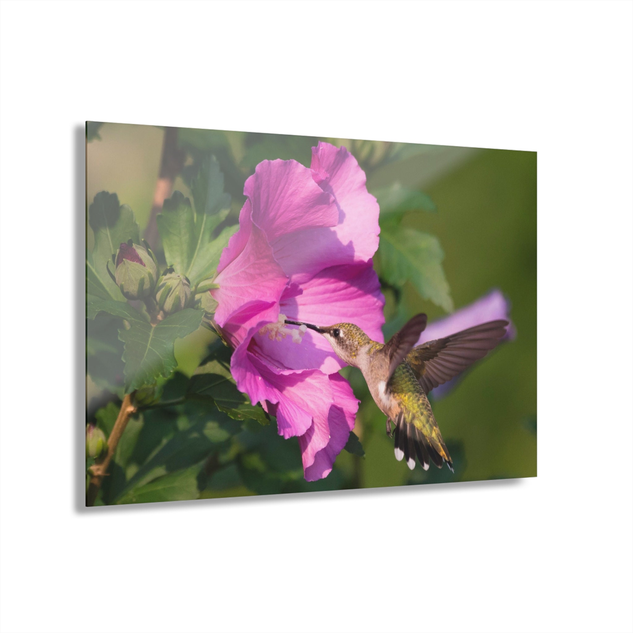 Ruby Throated Hummingbird Original Photo by Birch Bend Studios Acrylic ...