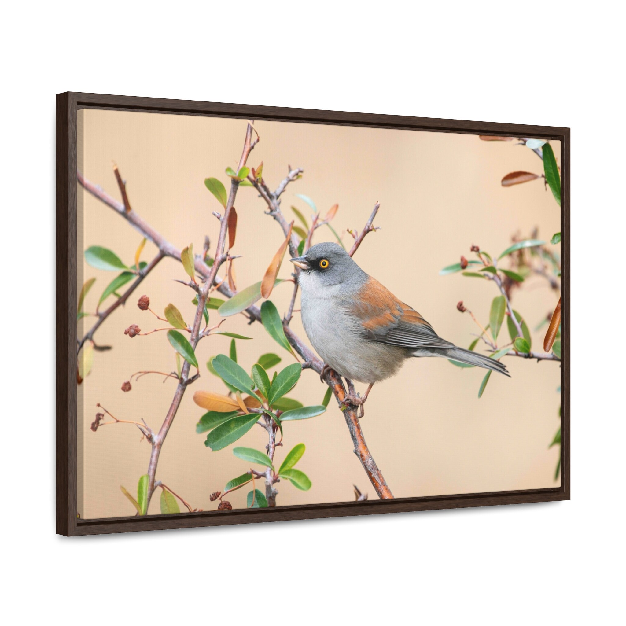 Yellow-eyed Junco Original Birch Bend Photo Gallery Canvas Wraps ...