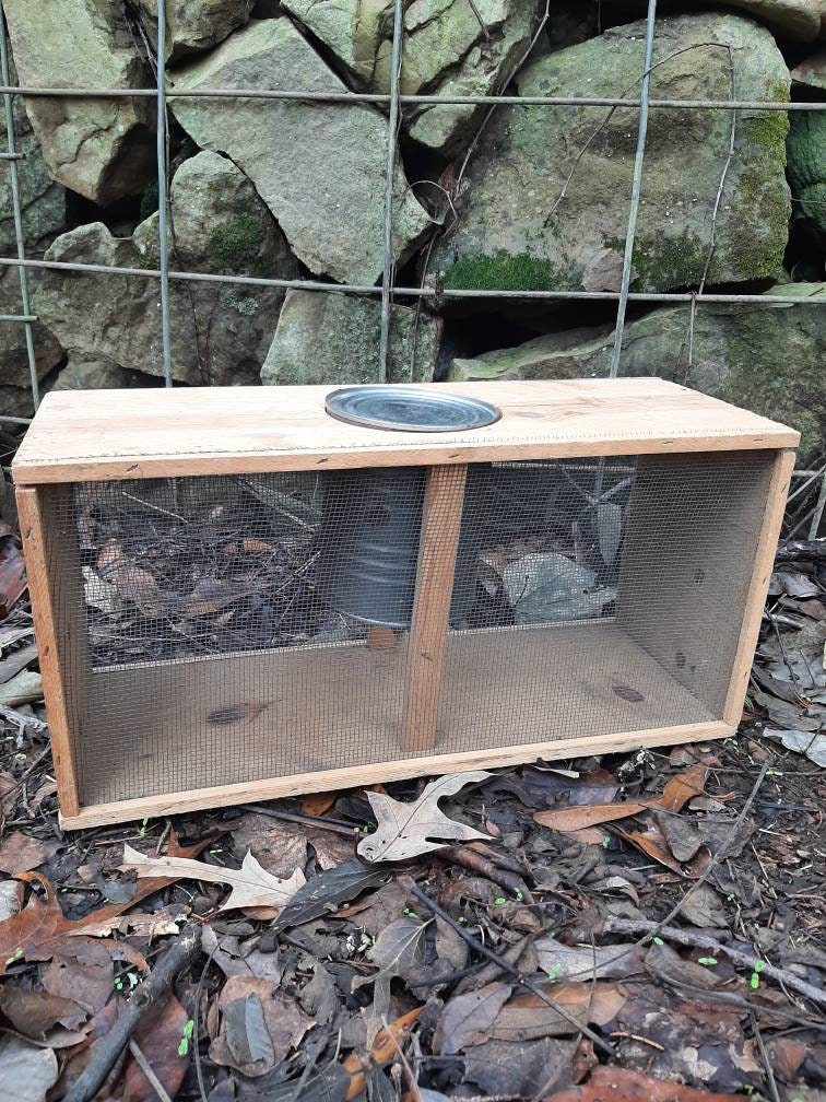 Bee Transport Box - Etsy