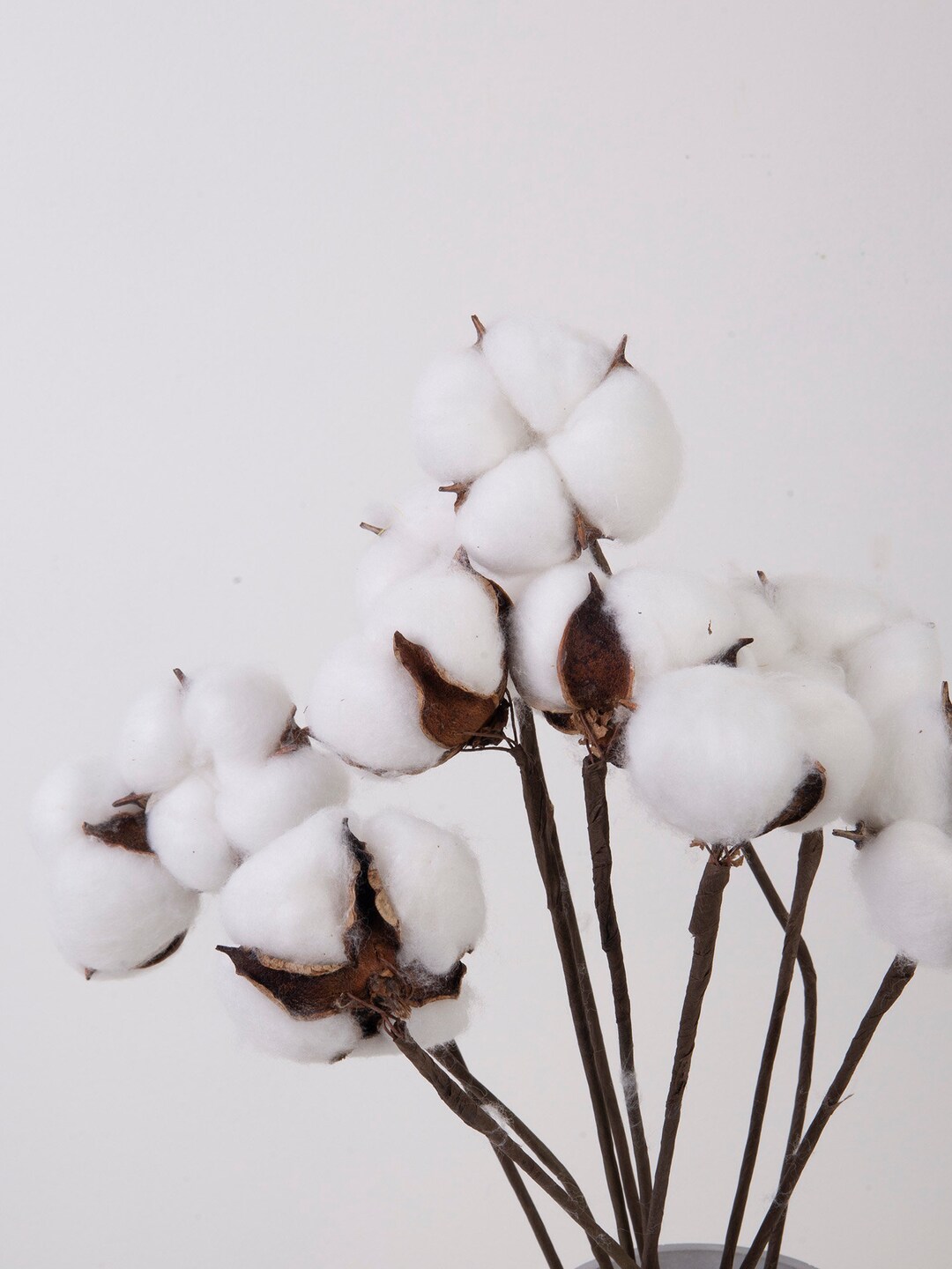 Set of Dried Cotton Stems, Cotton Twigs, Cotton Branch, Natural Rustic ...
