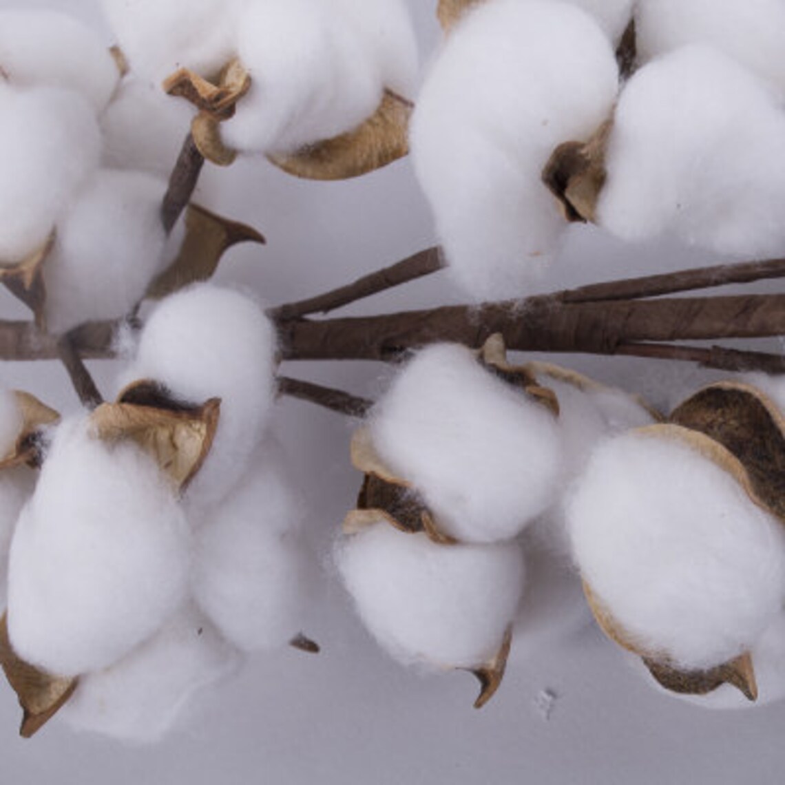 Dried Cotton Stems, Cotton Twigs, Cotton Branch, Natural Rustic Wedding ...