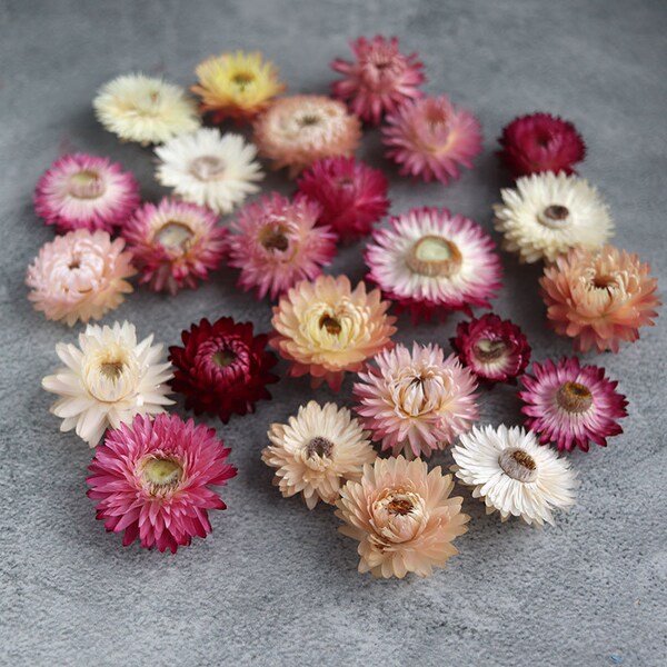 Strawflower - Etsy