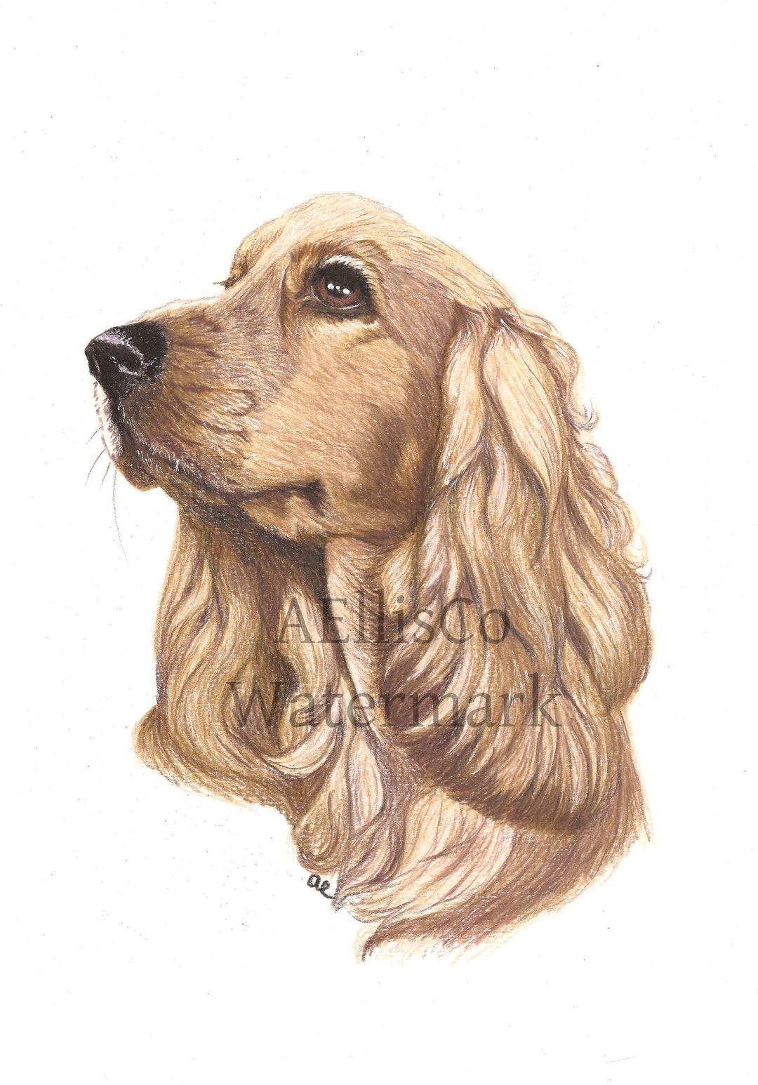 Cocker Spaniel A6 Original Artwork Greeting Card/any Occasion Card - Etsy