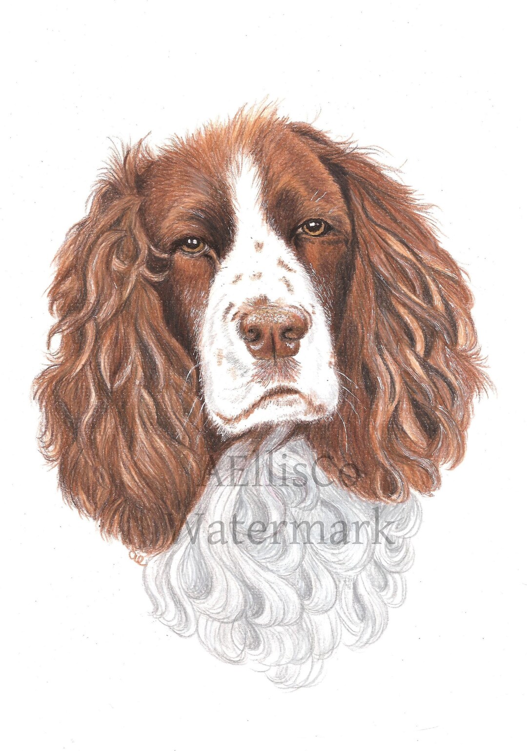 Springer Spaniel A6 Original Artwork Greeting Card/any Occasion Card - Etsy