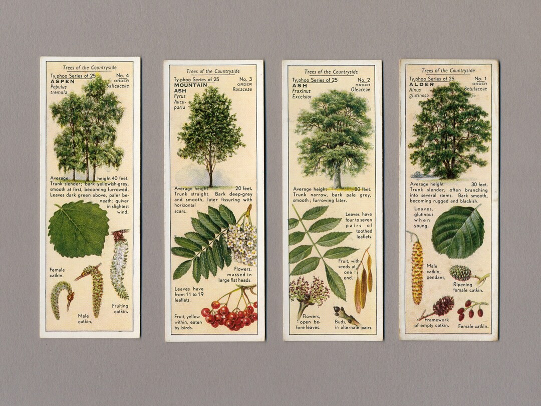 Trees of the Countryside 1938 Typhoo Tea Cards Original Cards From ...