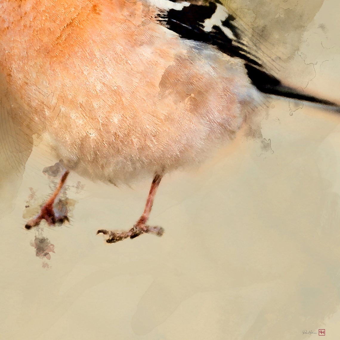 Chaffinch Fine Art Bird Print Common Chaffinch Decor Bird - Etsy