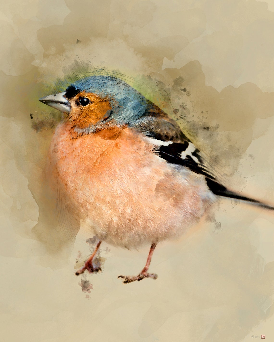 Chaffinch Fine Art Bird Print Common Chaffinch Decor Bird - Etsy