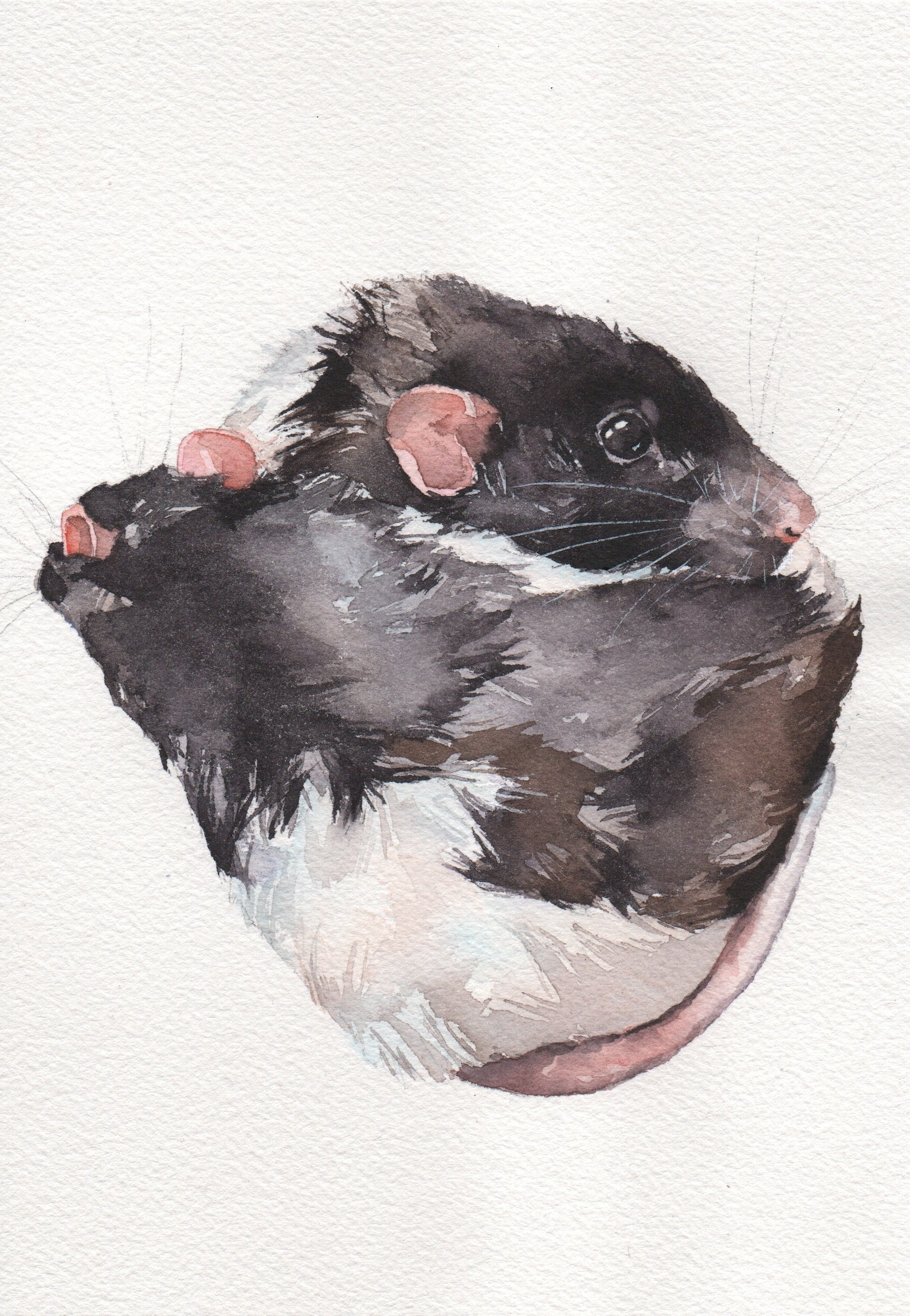Watercolor Custom Rat Portrait personalized rat drawing Rat | Etsy