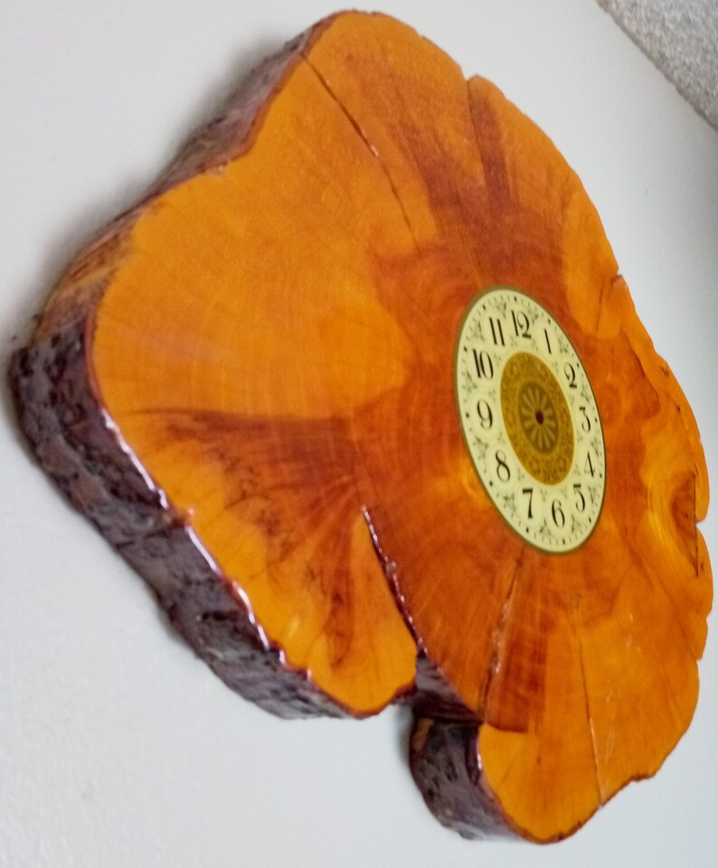 Large Vintage Rustic Cypress Tree Trunk Slice Lacquered Wood Wall ...