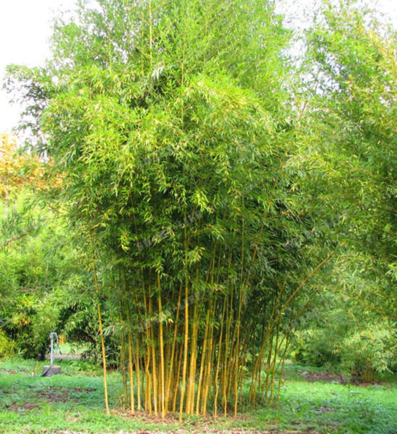 1000 fresh Chinese Timber Bamboo Seeds Phyllostachys Vivax | Etsy