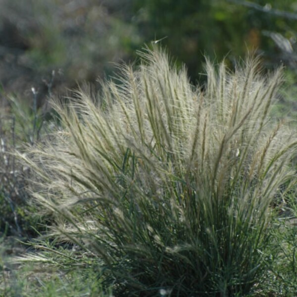 Squirrel Tail - Etsy